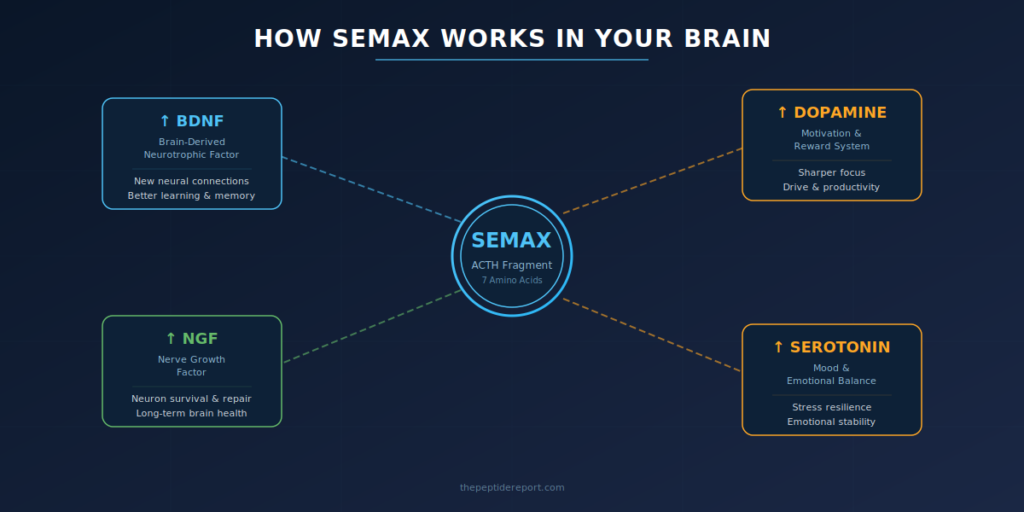 Semax 30mg: Benefits and Usage - The Peptide Report